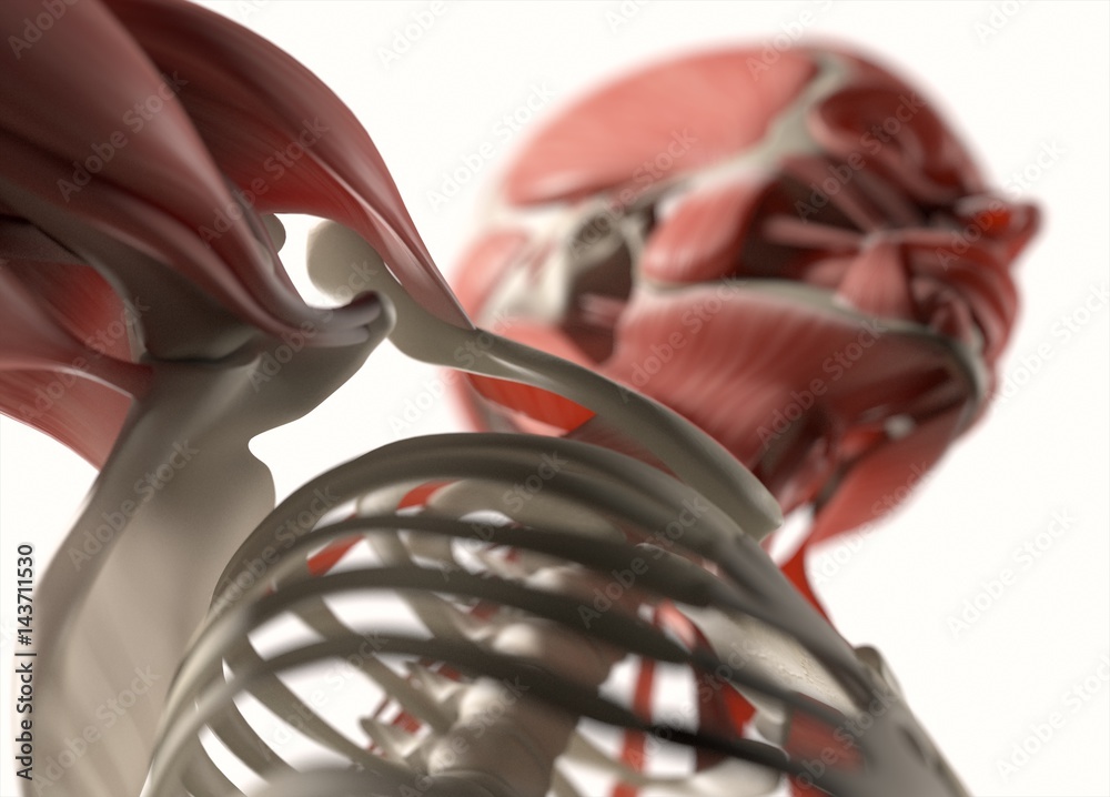 Human anatomy body. Muscular and skeletal system. Professional lighting ...