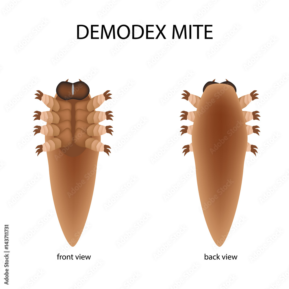 The structure of the demodex mite. Front view and rear view ...
