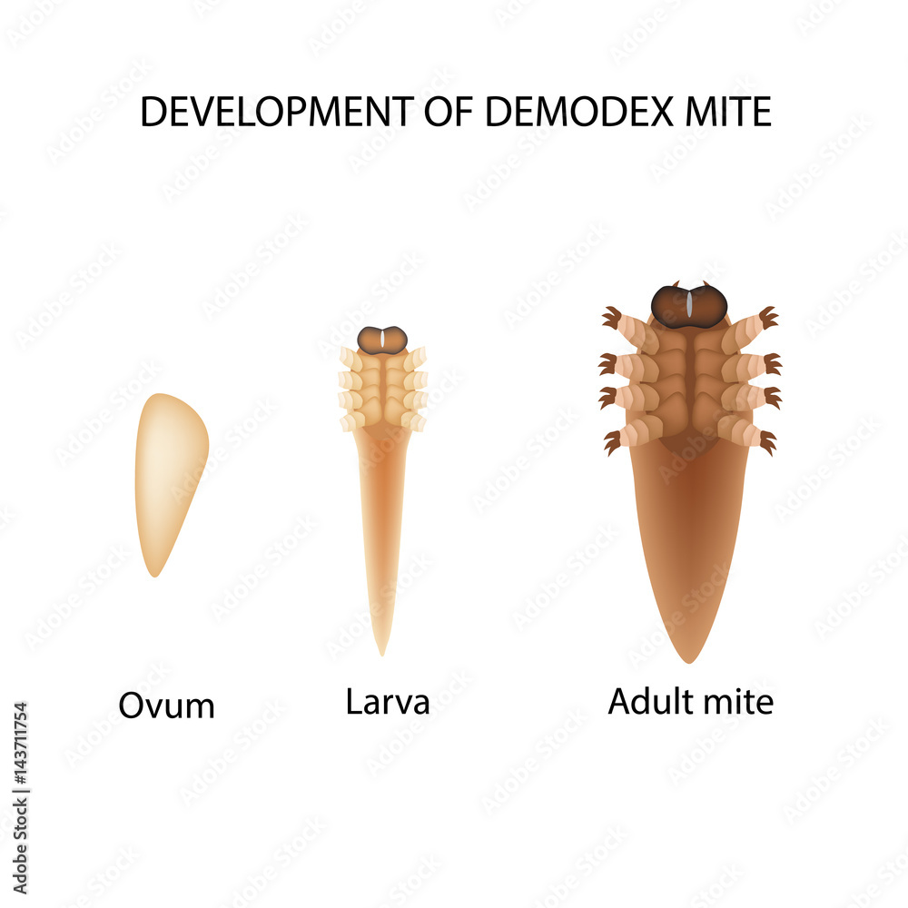 Reproduction of the mite Demodex. Larva, adult. Demodecosis ...