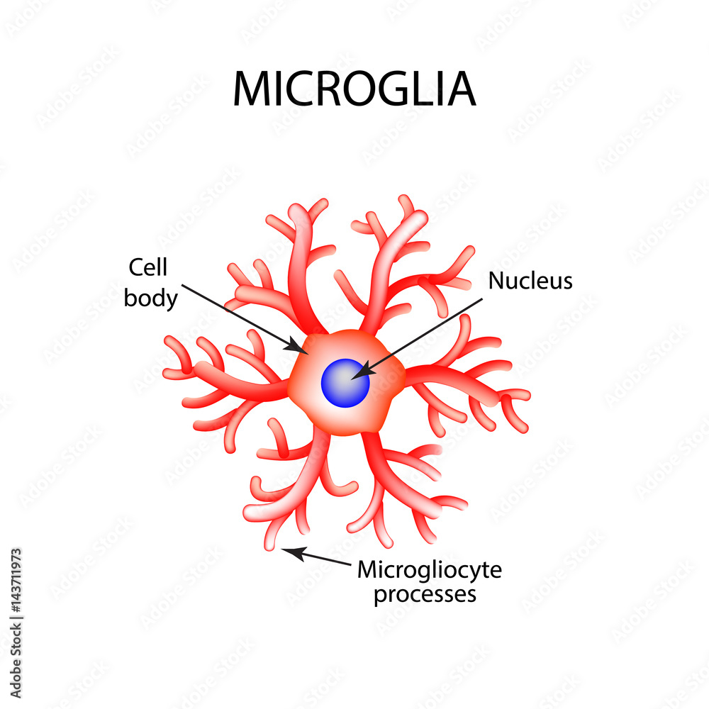 The structure of microglia. Neuron. Nerve cell. Infographics. Vector ...