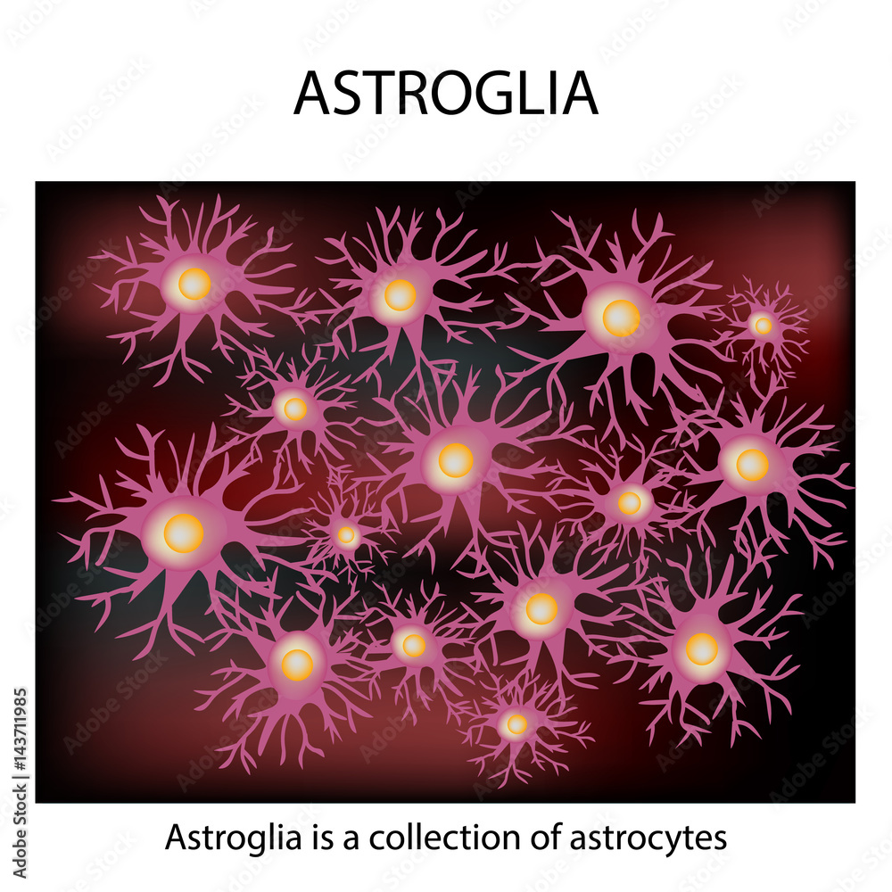 Astroglia structure. Astrocyte. Nerve cell. Infographics. Vector ...