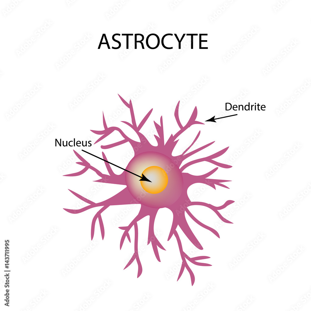 Astrocyte structure. Nerve cell. Infographics. Vector illustration on ...