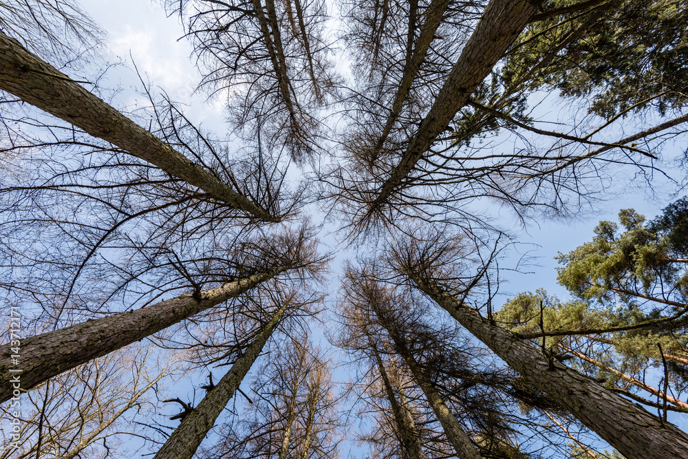 gravel road with valley of old big trees foto de Stock | Adobe Stock