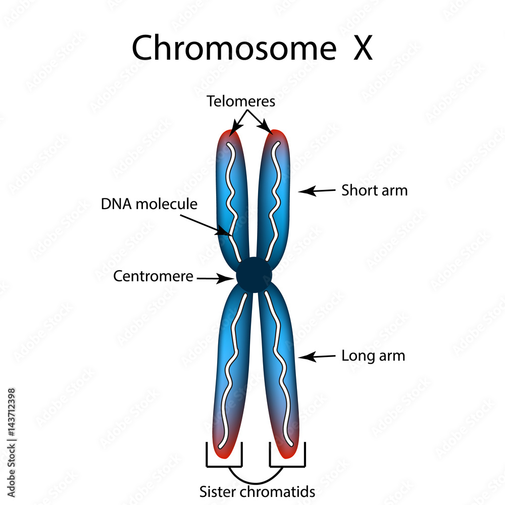The structure of the chromosome. Infographics. Vector illustration on ...