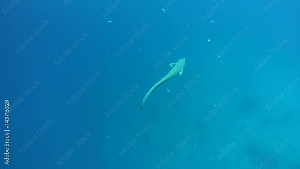 Vidéo Stock Remora (Echeneis naucrates) swimming in blue water, Indian ...