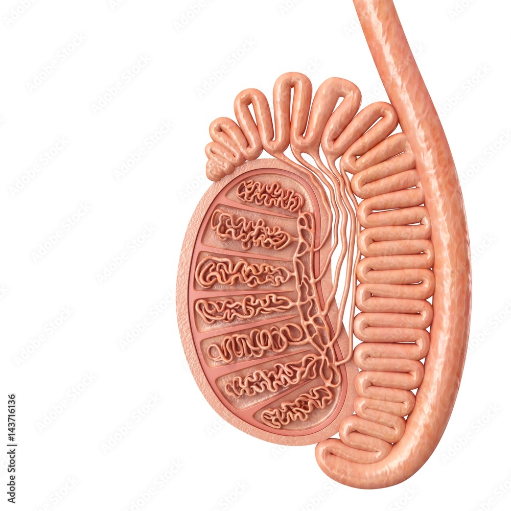 Male testis anatomy, illustration Stock Photo | Adobe Stock