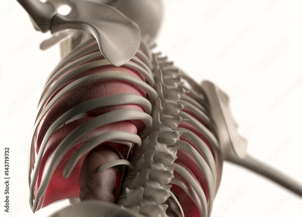 Anatomy body human. Spine and Back. Skeletal system. 3d illustration ...