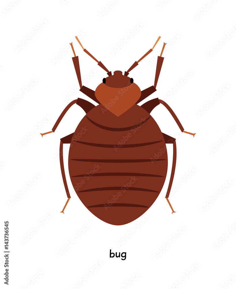 Bug - representative of the largest detachment of insects Stock Vector ...