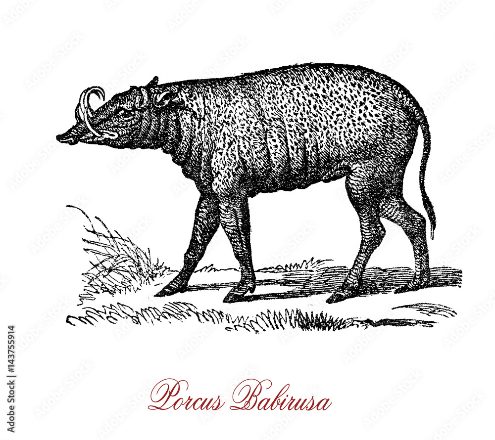 The porcus babirusa (Babyrousa babyrussa) is a wild pig-like animal ...