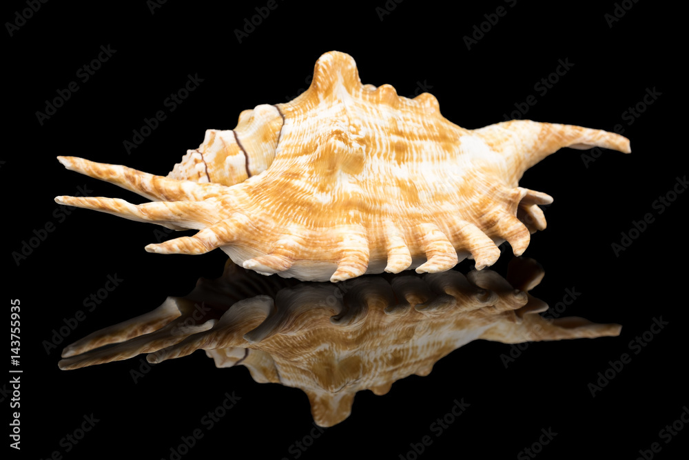 Lambis scorpius or scorpion spider conch with reflection on on black ...