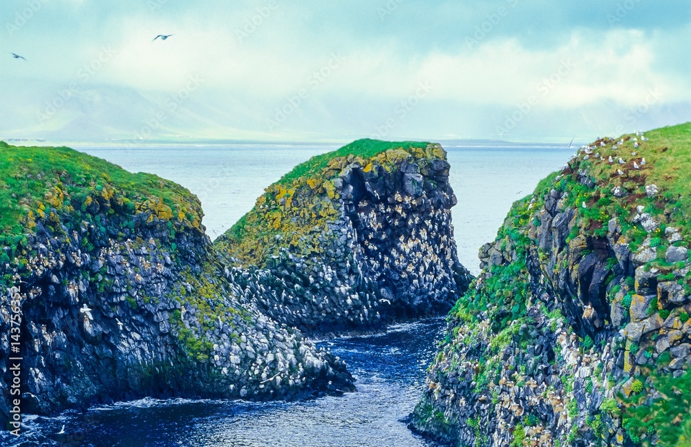 Dreizehenmöwen brüten und sitzen in Felsen im Meer, Küste zwischen Hellnar und Arnastapi ...