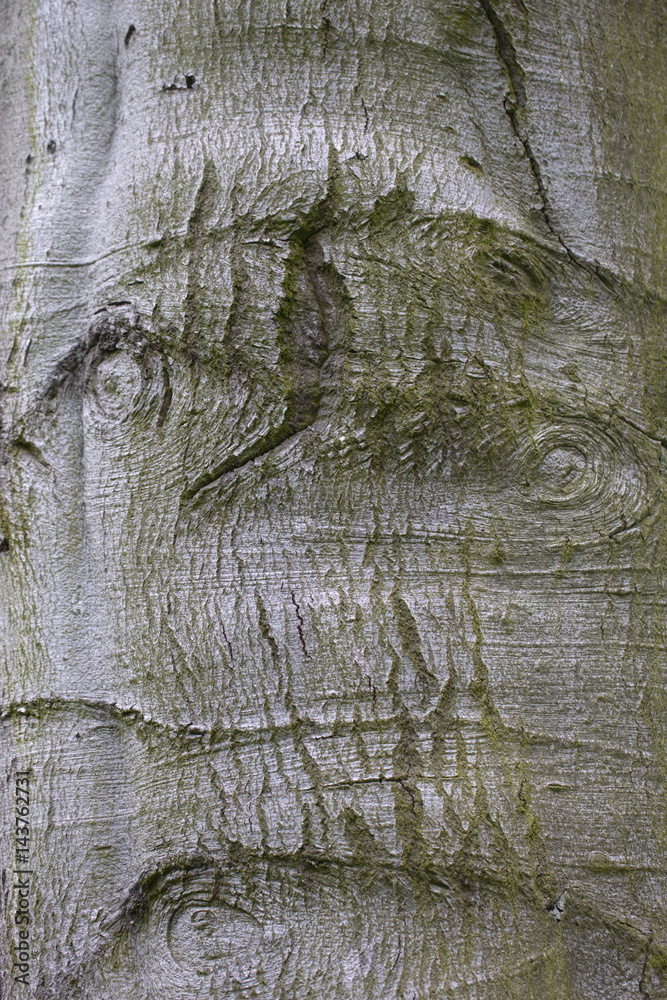 Rotbuche - Rinde - Borke Stock-Foto | Adobe Stock