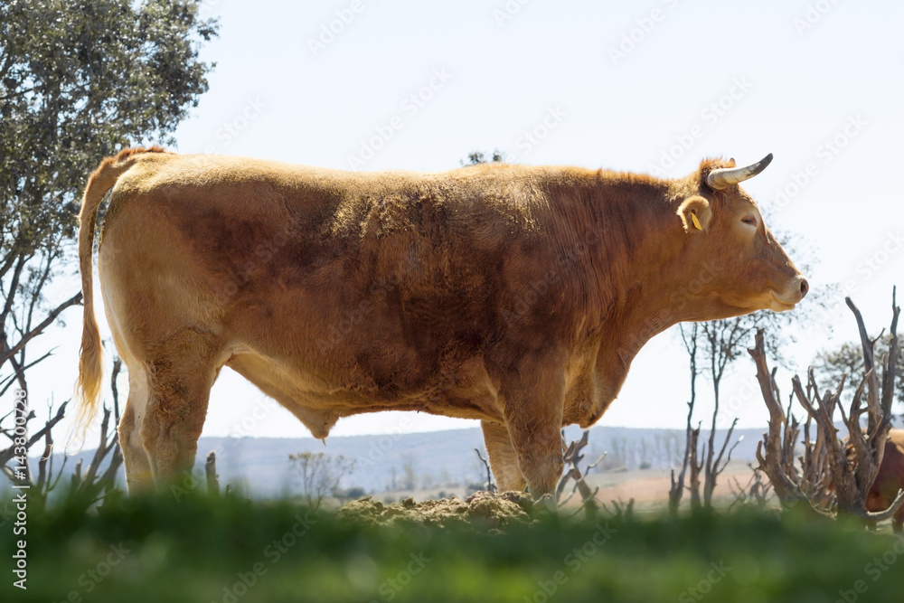 ox , oxen, cattle farm in Spain Stock Photo | Adobe Stock
