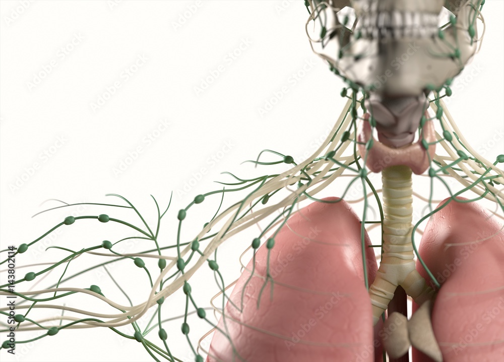 Anatomy showing thyroid, trachea, lymph nodes and lungs, upper body. 3d ...