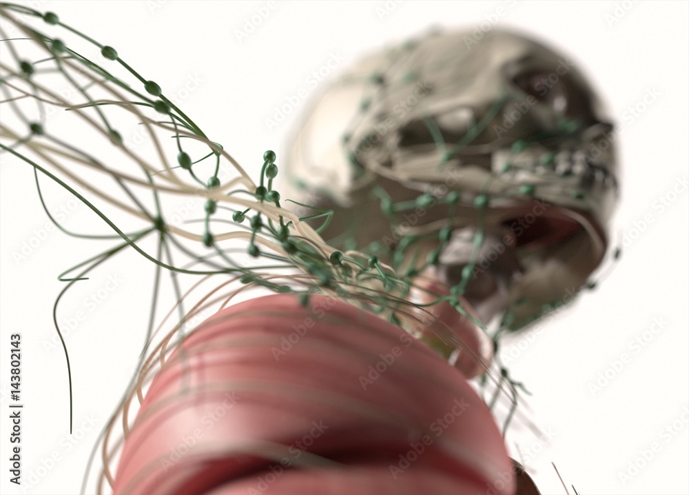 Anatomy showing thyroid, lymph nodes and lungs, upper body. 3d ...