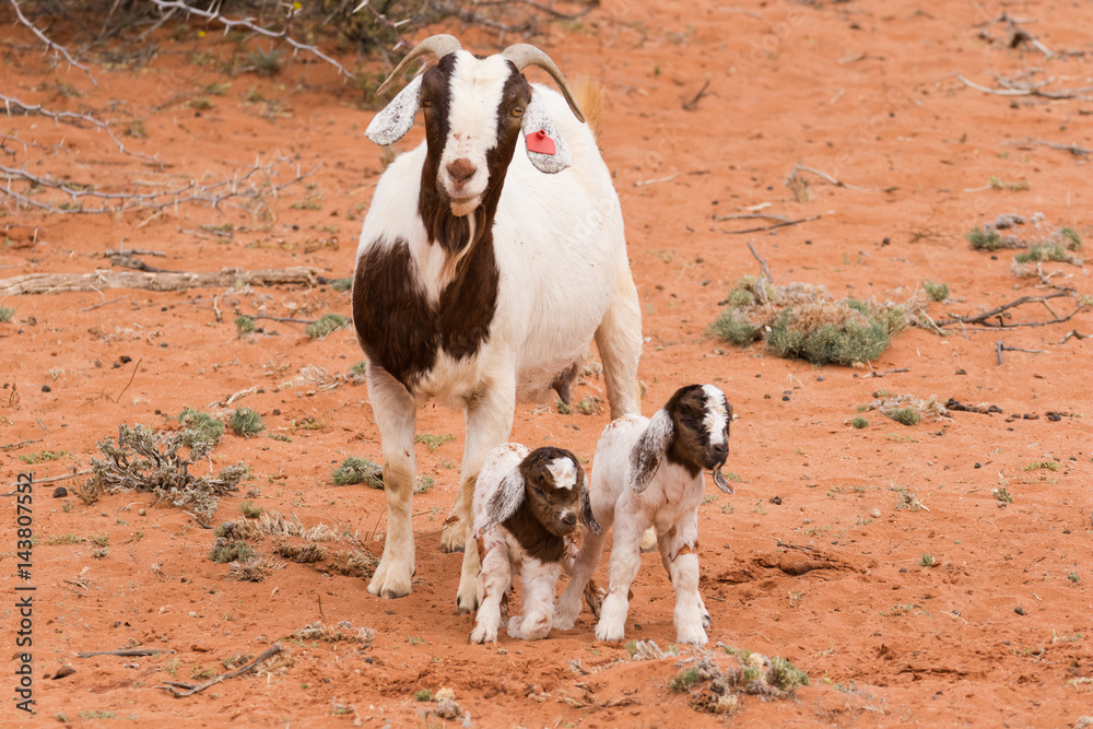 Goat kids playing in a pen with mother goat and new born baby goats ...