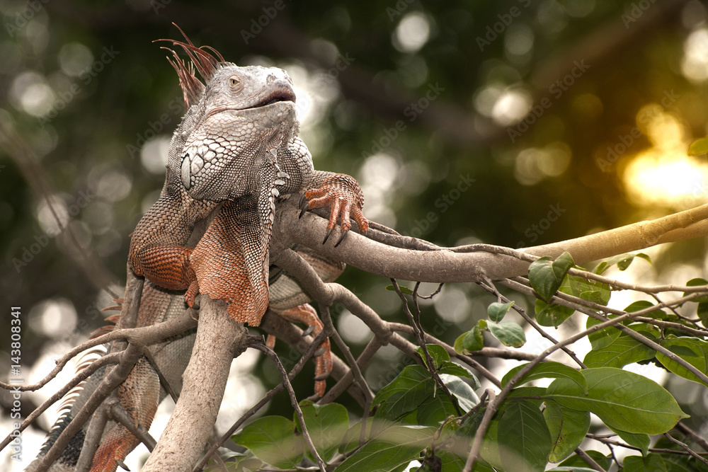 Fantastic gray iguana sitting in the top of a bush. Stock 写真 | Adobe Stock