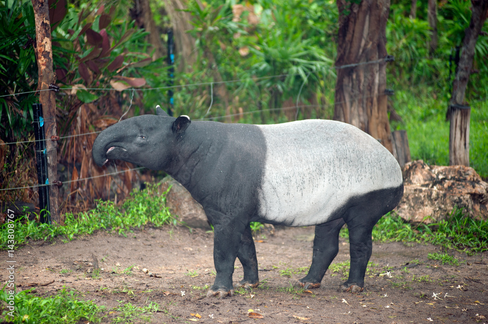 Asian Tapir