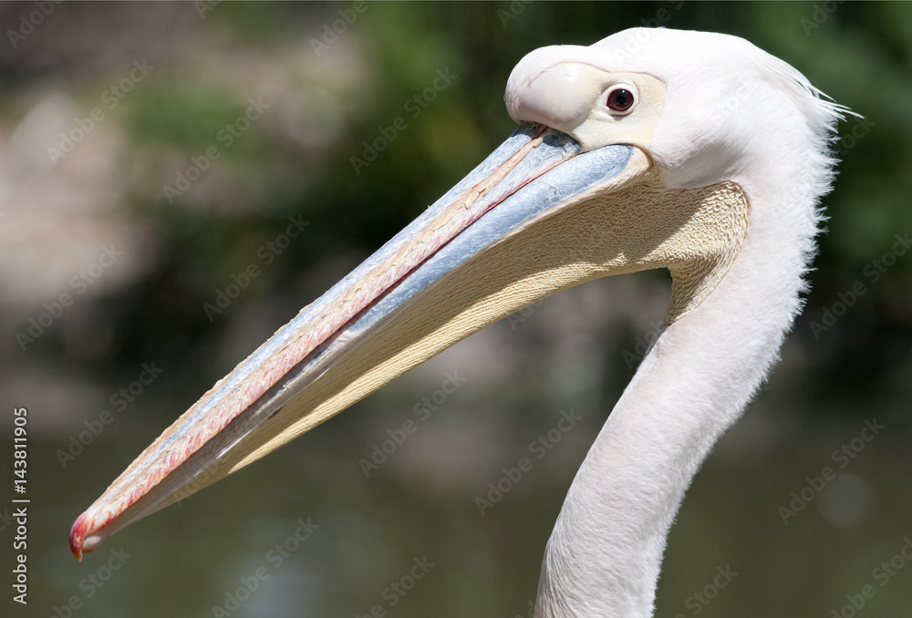 Pelikan Stock Photo | Adobe Stock