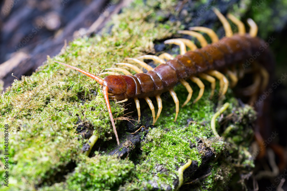 centipede (Scolopendra sp.) sleeping on a mossy tree in tropical ...
