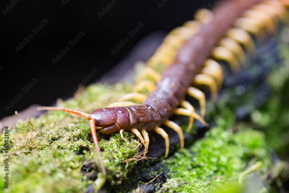 centipede (Scolopendra sp.) sleeping on a mossy tree in tropical ...