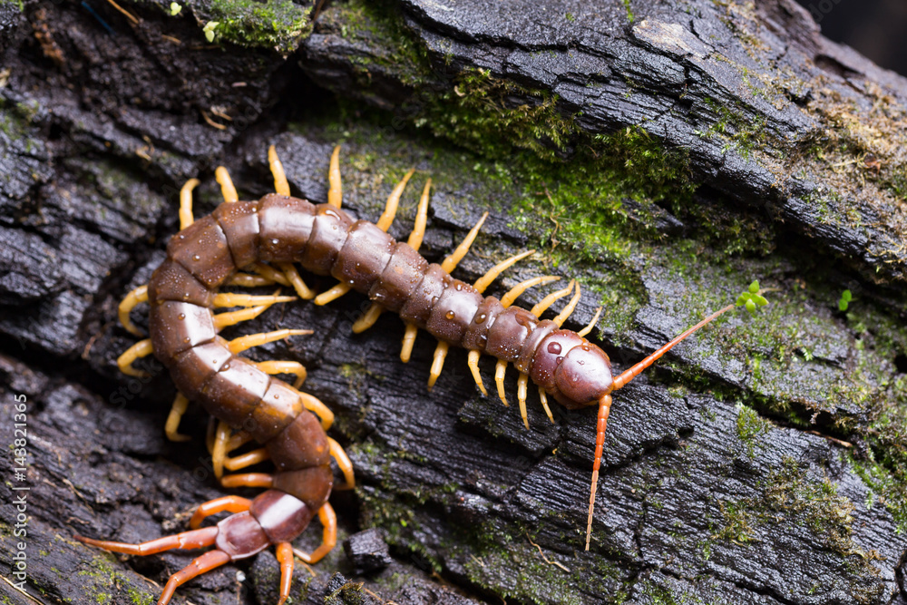 centipede (Scolopendra sp.) sleeping on a mossy tree in tropical ...