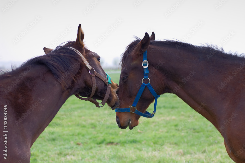 Two young horse fighting, aggressive horse biting another in the head ...