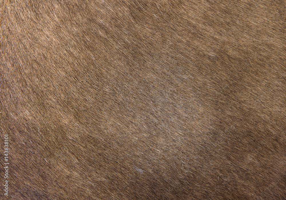Animal hair skin texture Stock Photo | Adobe Stock