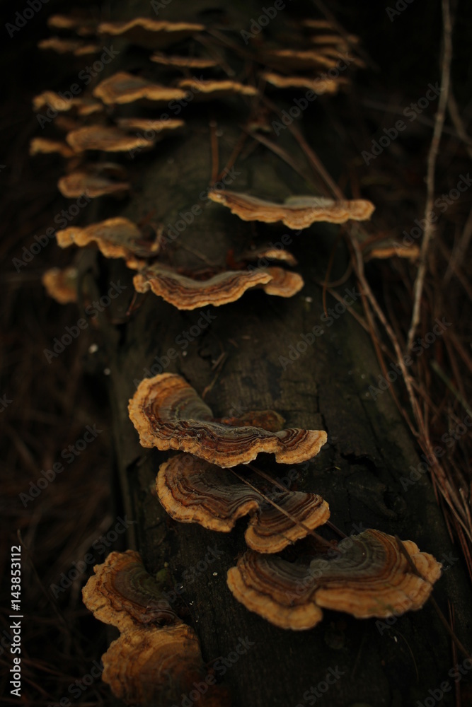 hongo xilofago Stock Photo | Adobe Stock