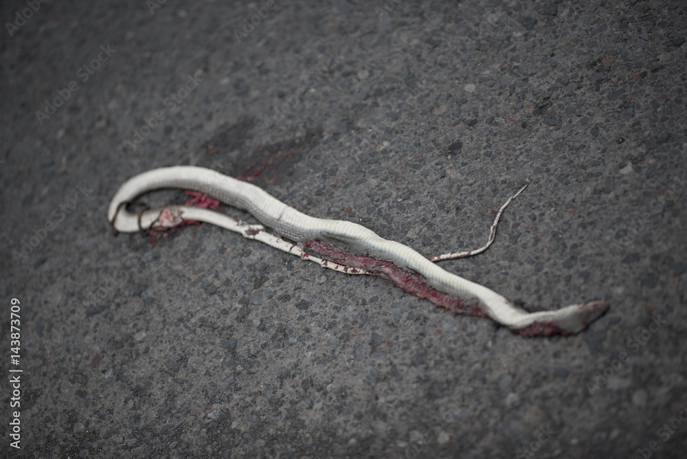 Dead snake as a road kill on a highway Stock Photo | Adobe Stock