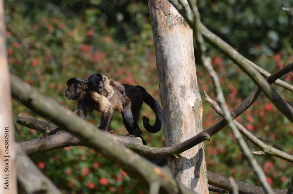 Baby Tufted Capuchin Monkey Clinging to the Back of It's Mom Stock ...