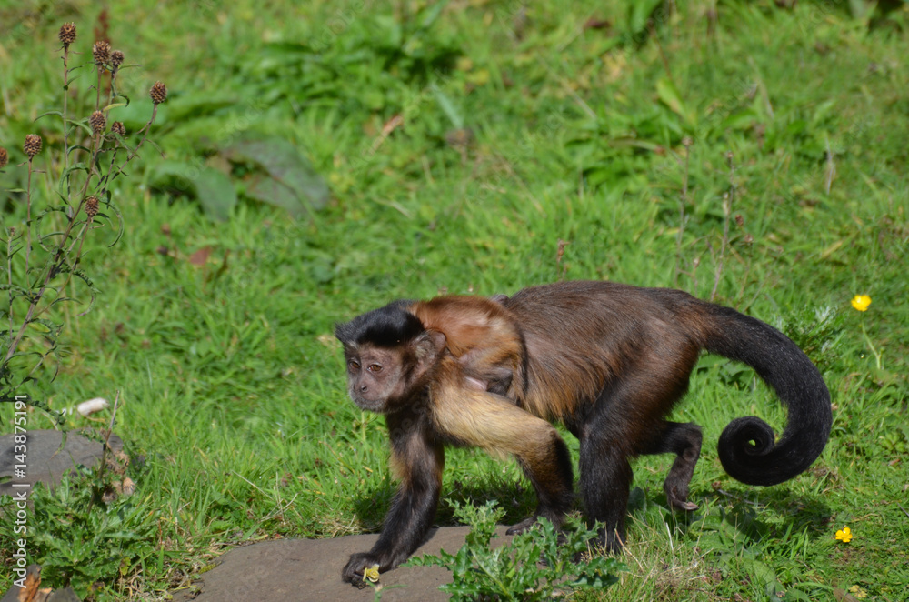 Baby Brown Capuchin Monkey