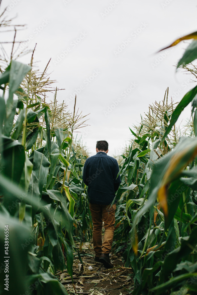 Man walking through corn field Stock Photo | Adobe Stock