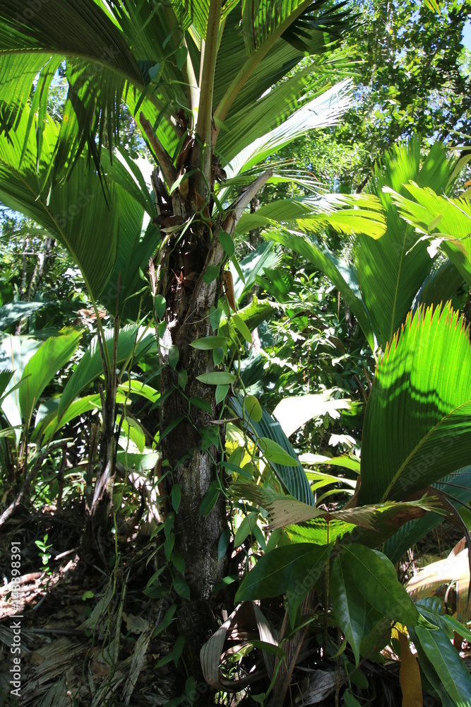 Vanilla in Tropical Forest, Nature Trail Mt. Plaisir, Praslin ...