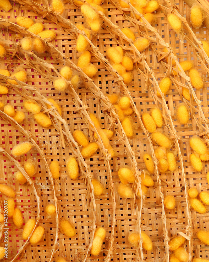 Sericulture Process