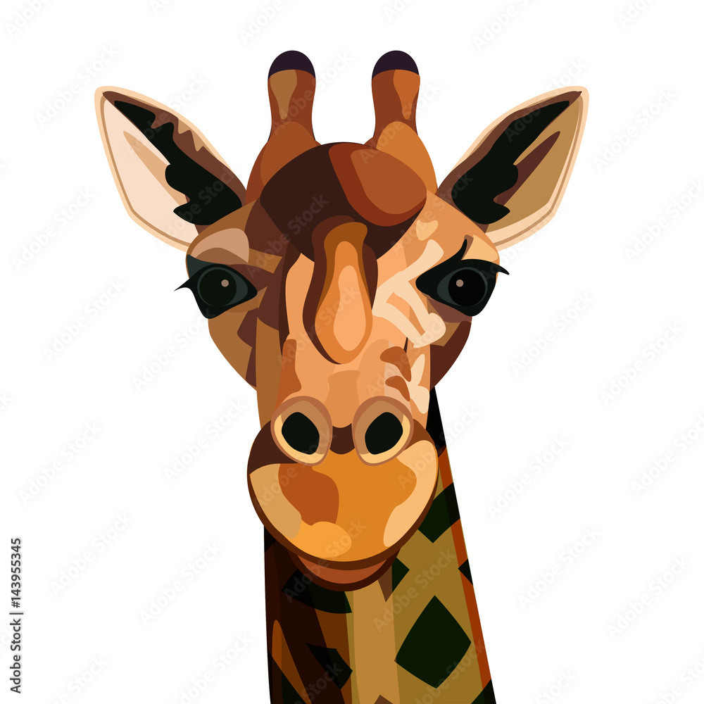Face and neck of a giraffe from the front on a white background. Stock ...