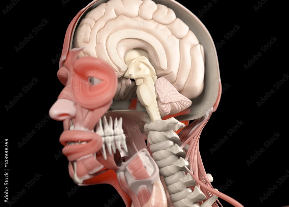 Anatomy head brain half, half head. 3D illustration. Stock Illustration ...