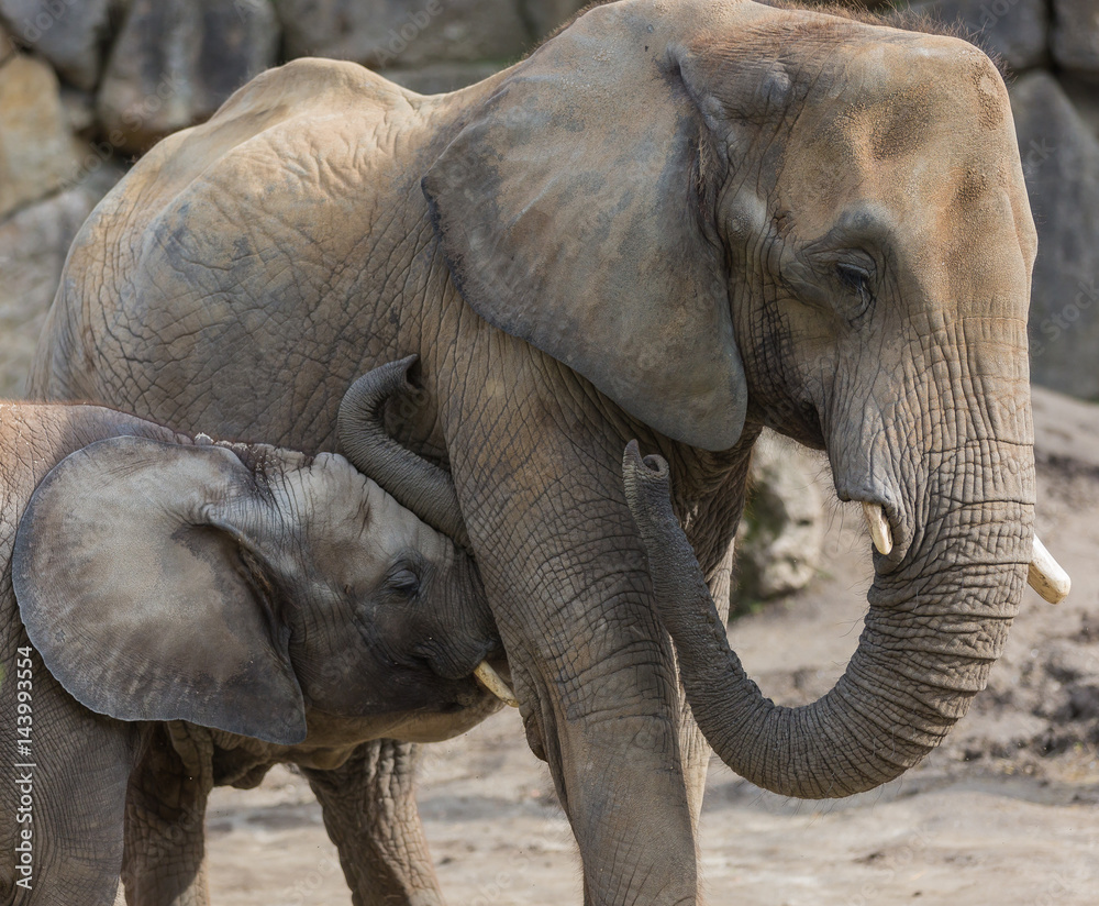 Baby Elephants Playing Together