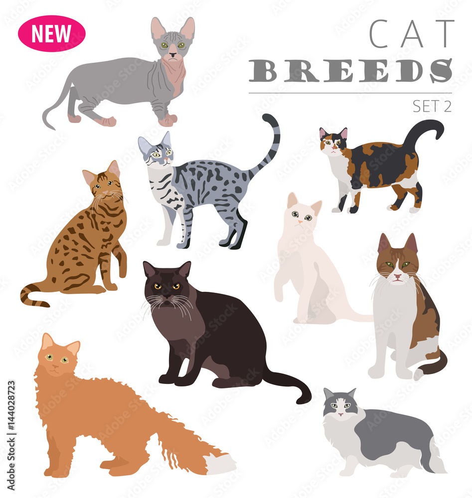 Cat breeds icon set flat style isolated on white. Create own ...