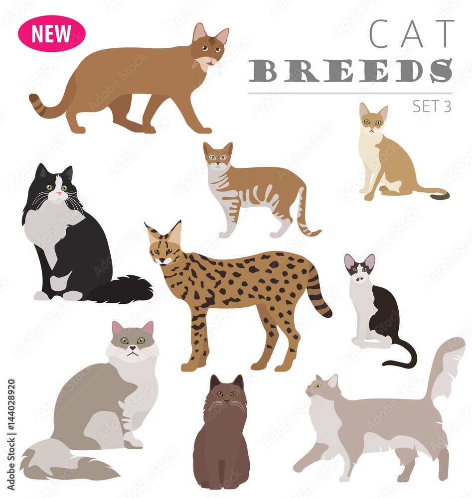 Cat breeds icon set flat style isolated on white. Create own ...