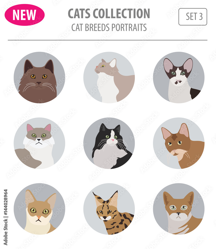 Cat breeds icon set flat style isolated on white. Create own ...