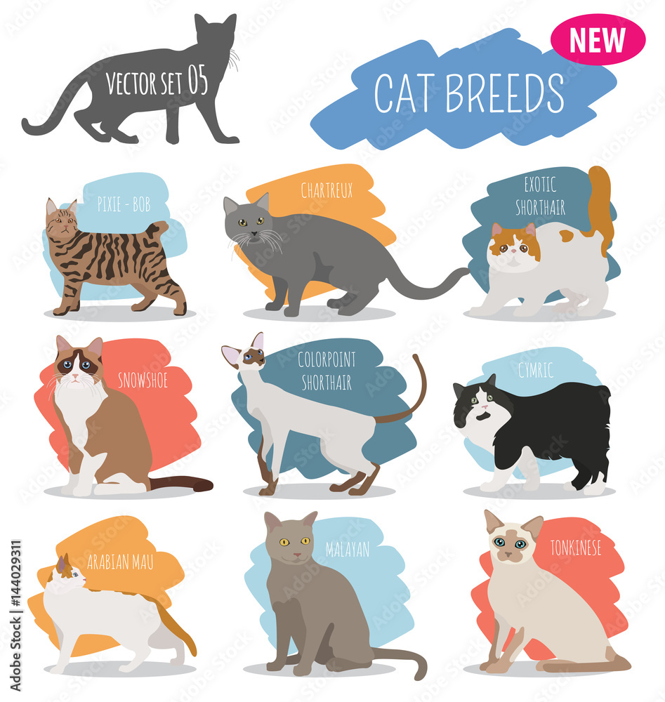 Cat breeds icon set flat style isolated on white. Create own ...