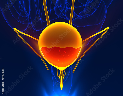 Bladder blood in urine painful anatomy male internal organ - 3d ...