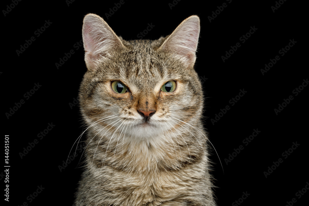 Portrait of Unusual Cat with wide nose, stare Wrinkled on Isolated ...
