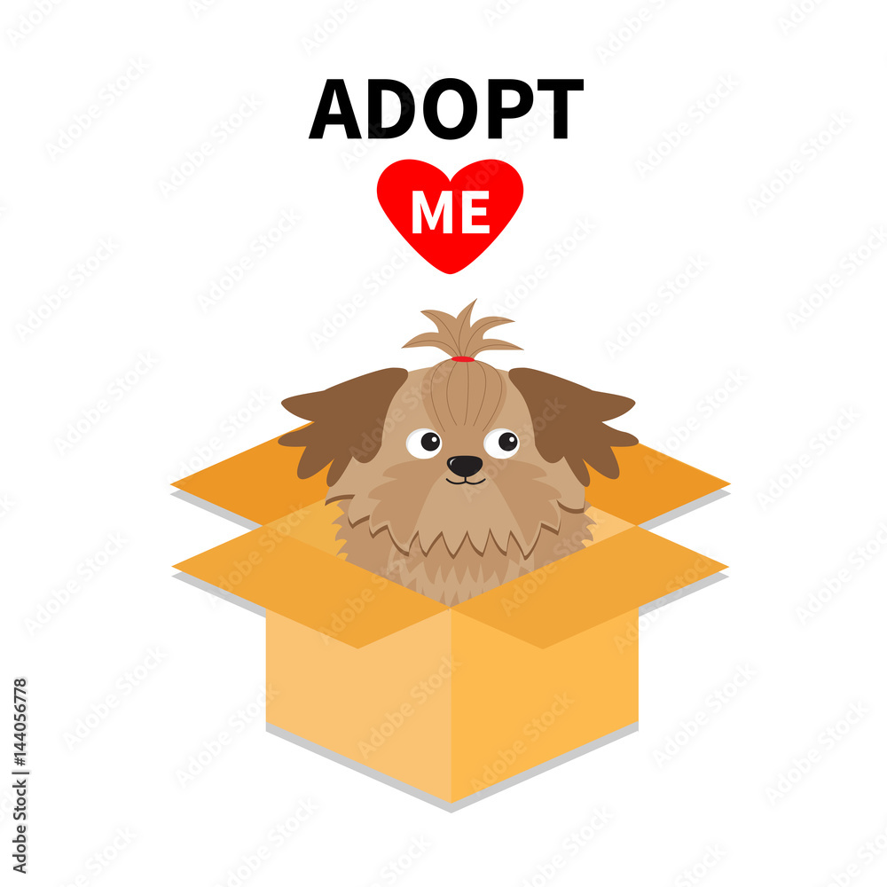 Adopt me. Dont buy. Shih Tzu Dog inside opened cardboard package box ...