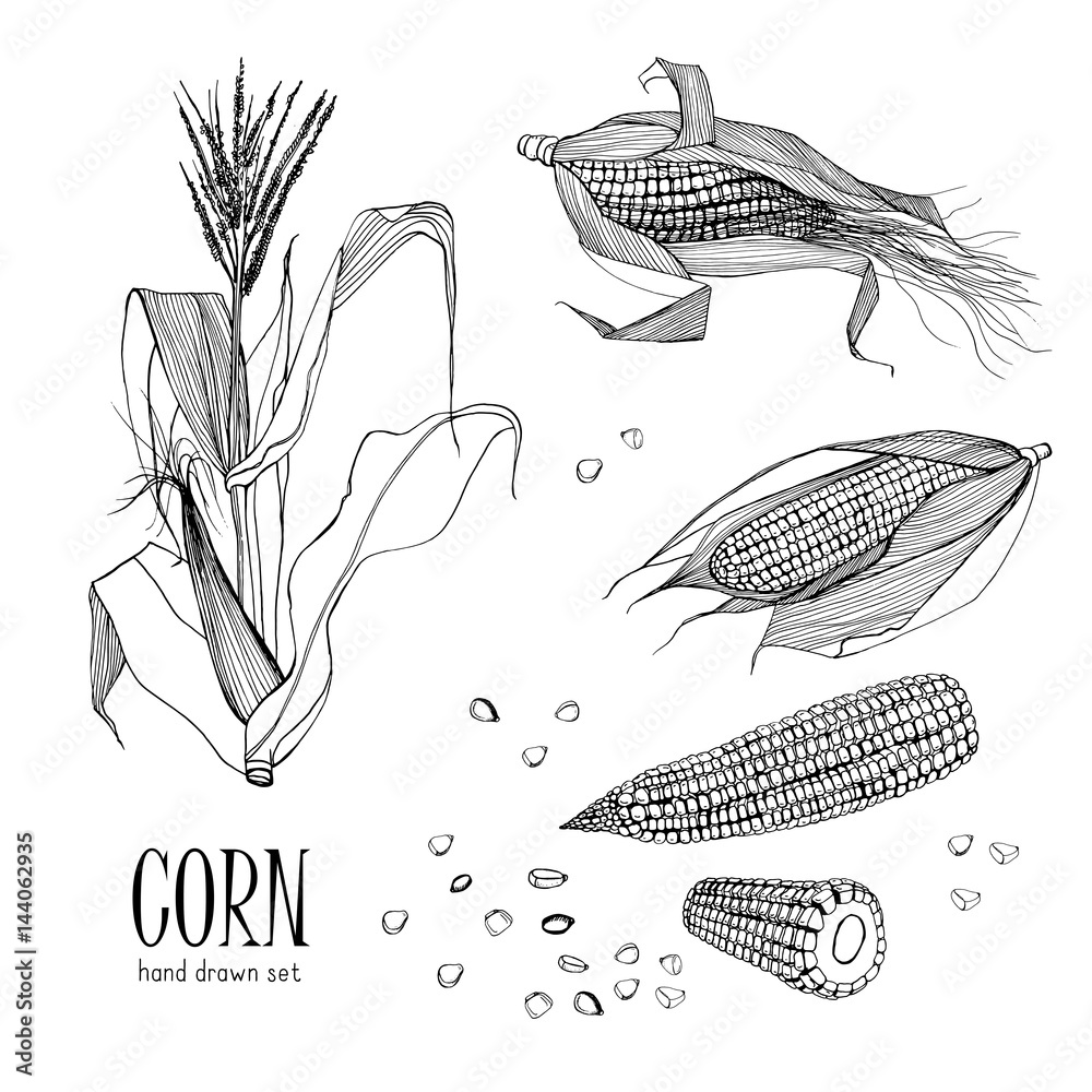 Maize Plant Drawing