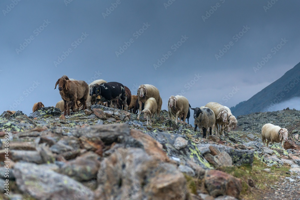 Senales/Schnals, South Tyrol, Italy. Since thousands of years the ...