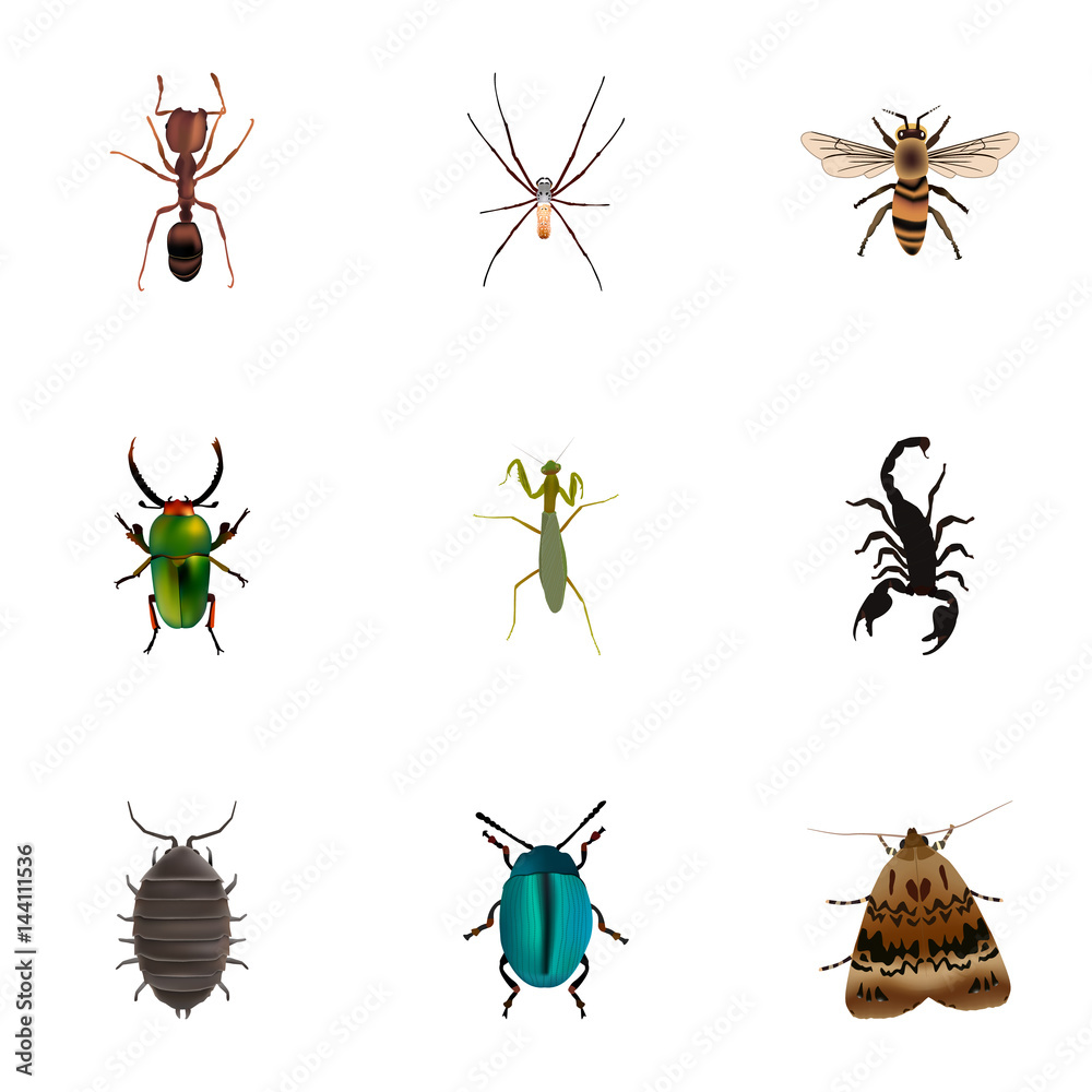 Realistic Wisp, Poisonous, Insect And Other Vector Elements. Set Of ...