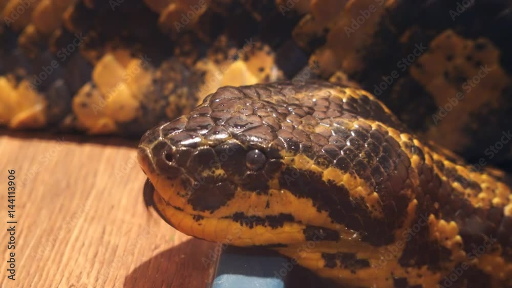 The yellow anaconda scientific name Eunectes notaeus, also known as the ...