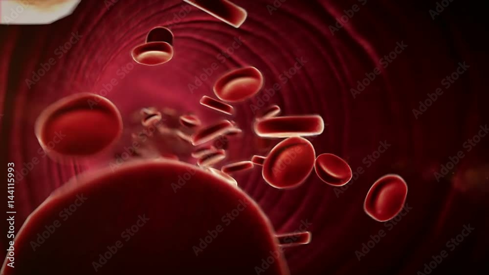 inside the vein, erythrocyte in the blood, inside the blood vessel ...